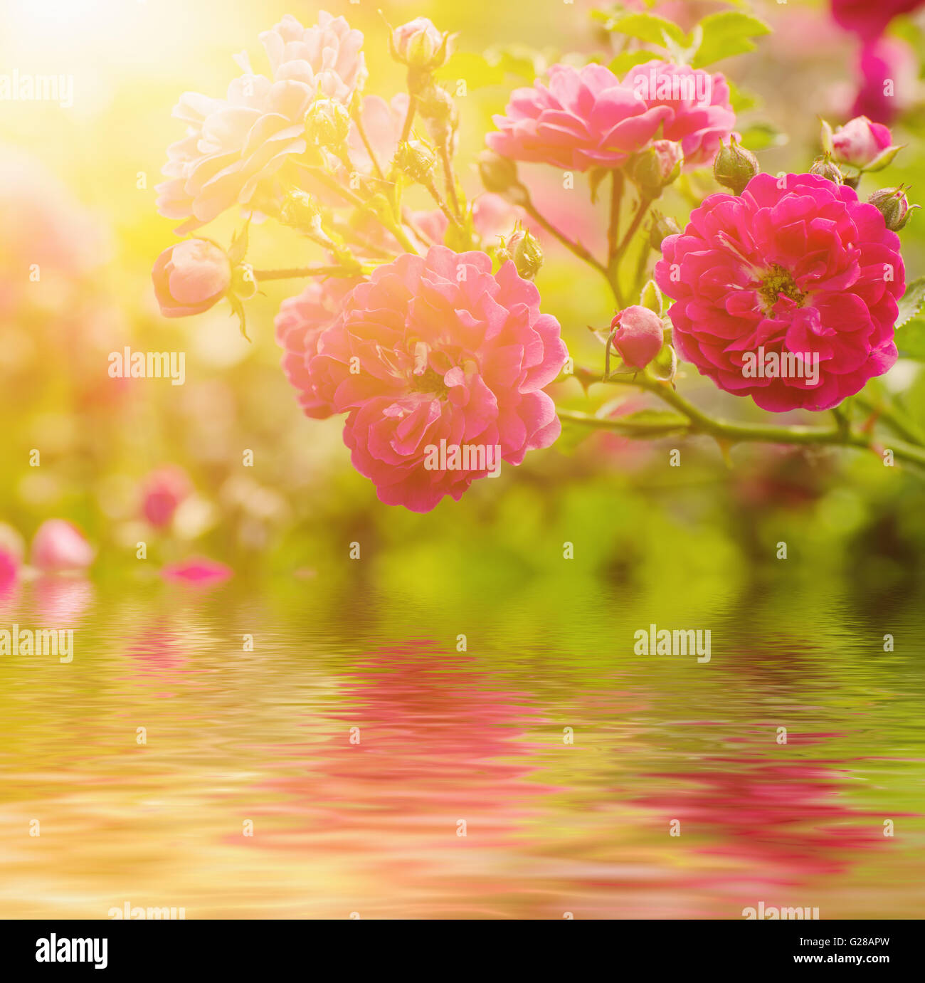 Red roses garden Stock Photo - Alamy