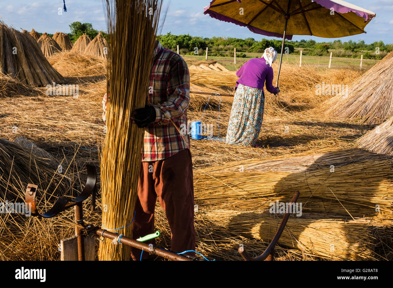 Reed cutter hi-res stock photography and images - Alamy