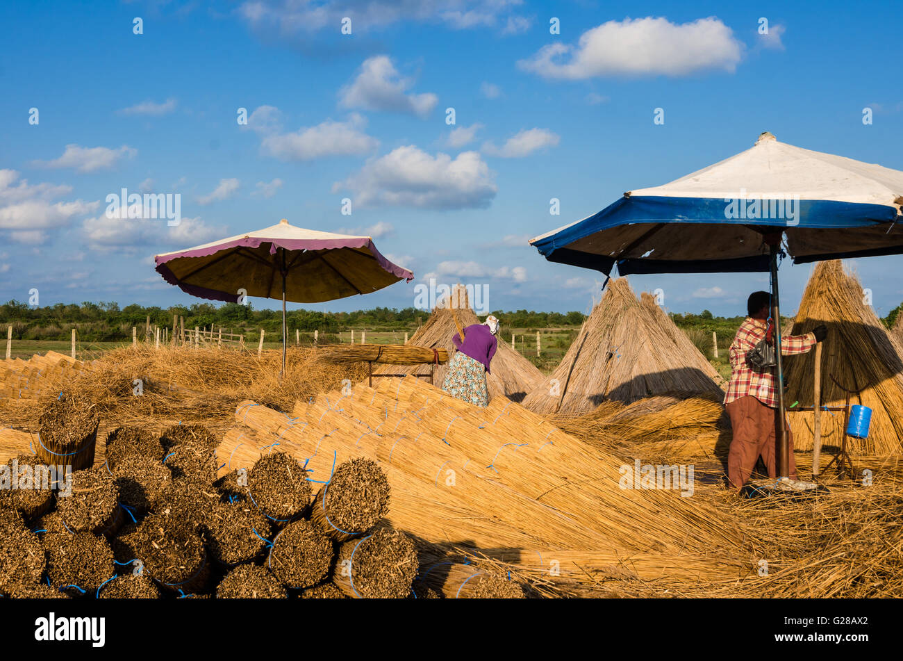 Reed bundles hi-res stock photography and images - Alamy