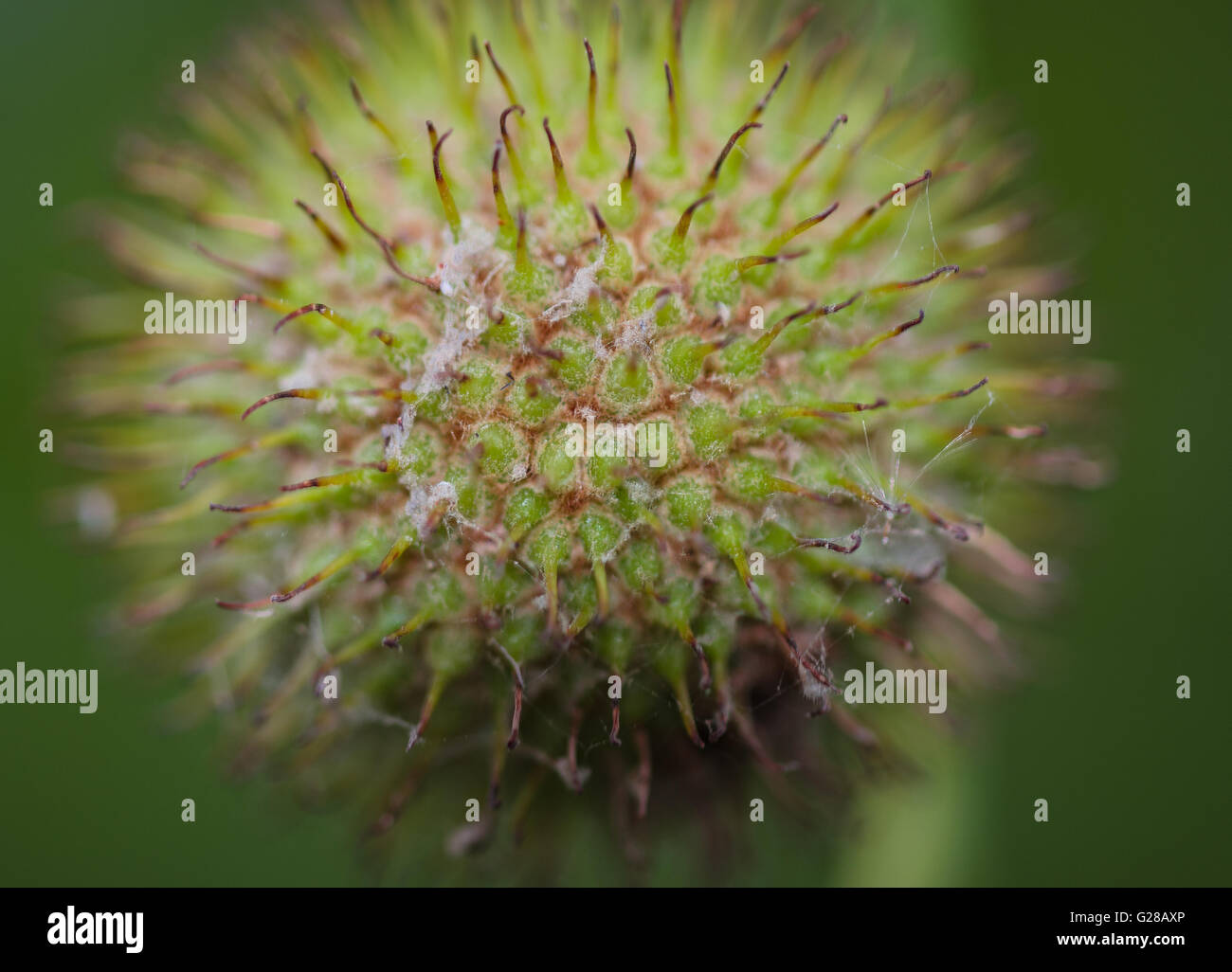 Bristle thistle hi-res stock photography and images - Alamy