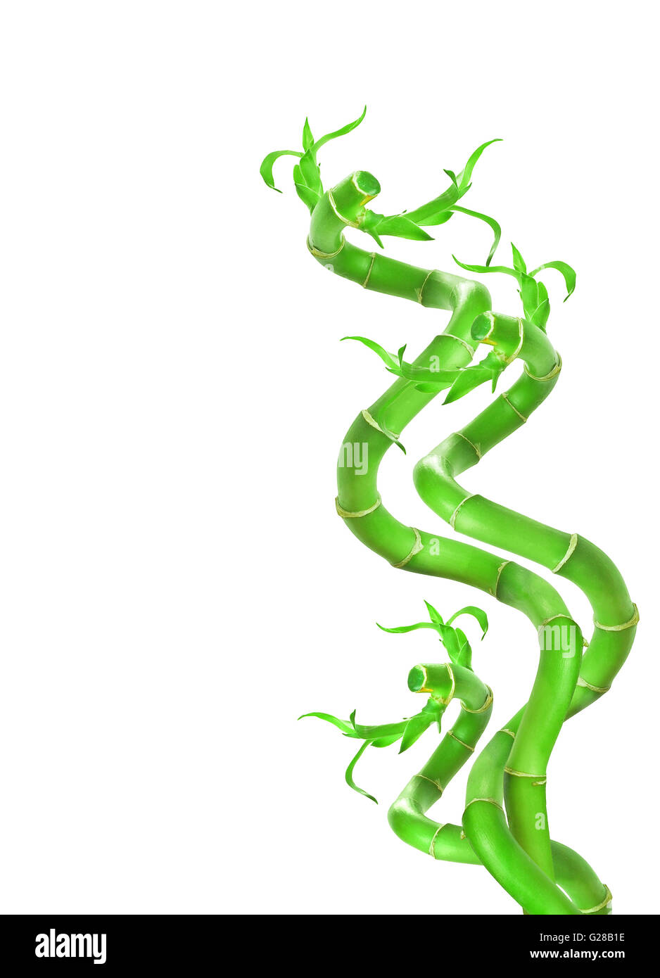 Chinese bamboo shoots Cut Out Stock Images & Pictures - Alamy