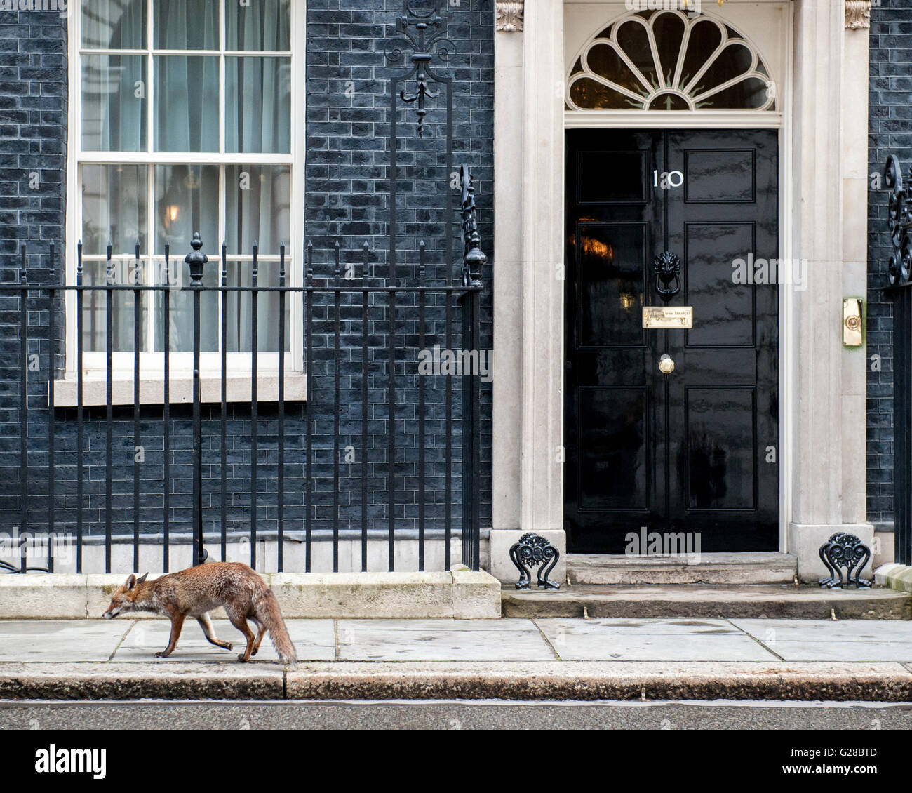 A fox walks past Number 10 Downing Street ahead of this morning's ...