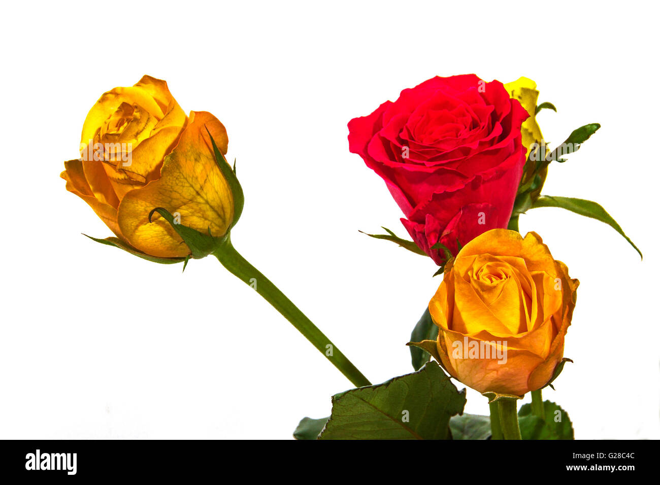 Yellow Roses Background Nature
