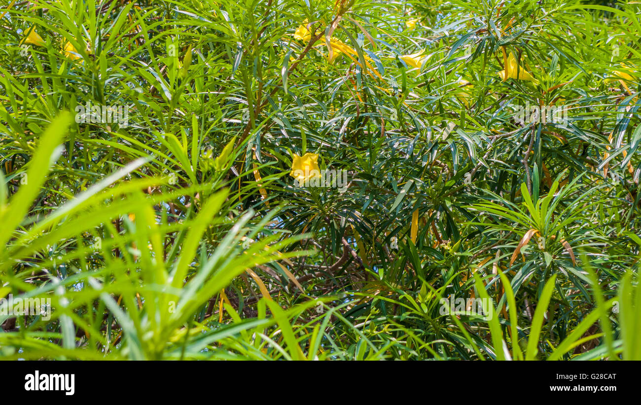 yellow oleander trees closeup on flower blooms cluster with rich color ...