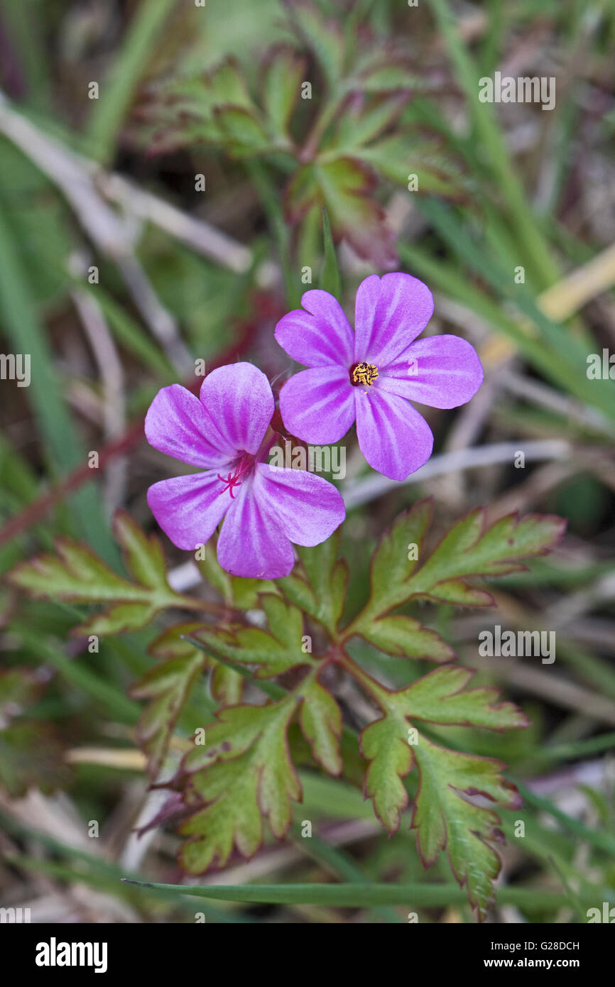 Herb Robert (Geranium robertiana Stock Photo - Alamy