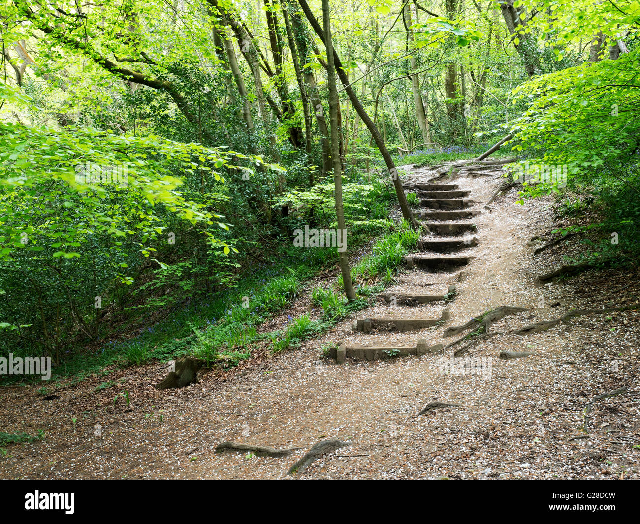 Spring Wood Nidd Gorge Woods Knaresborough North Yorkshire England ...