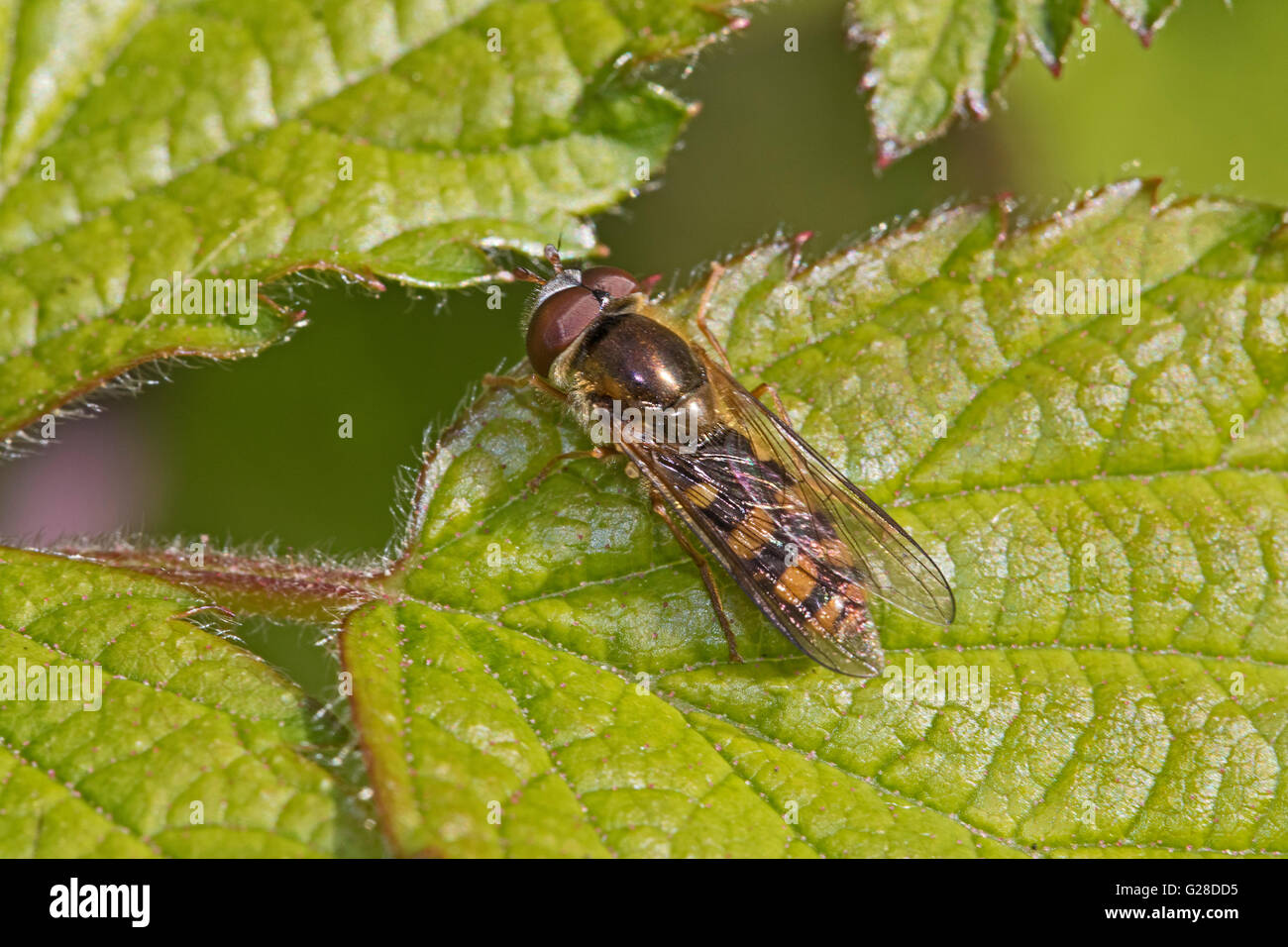 Hoverfly (Meligramma euchromum) on bramble leaf Stock Photo - Alamy