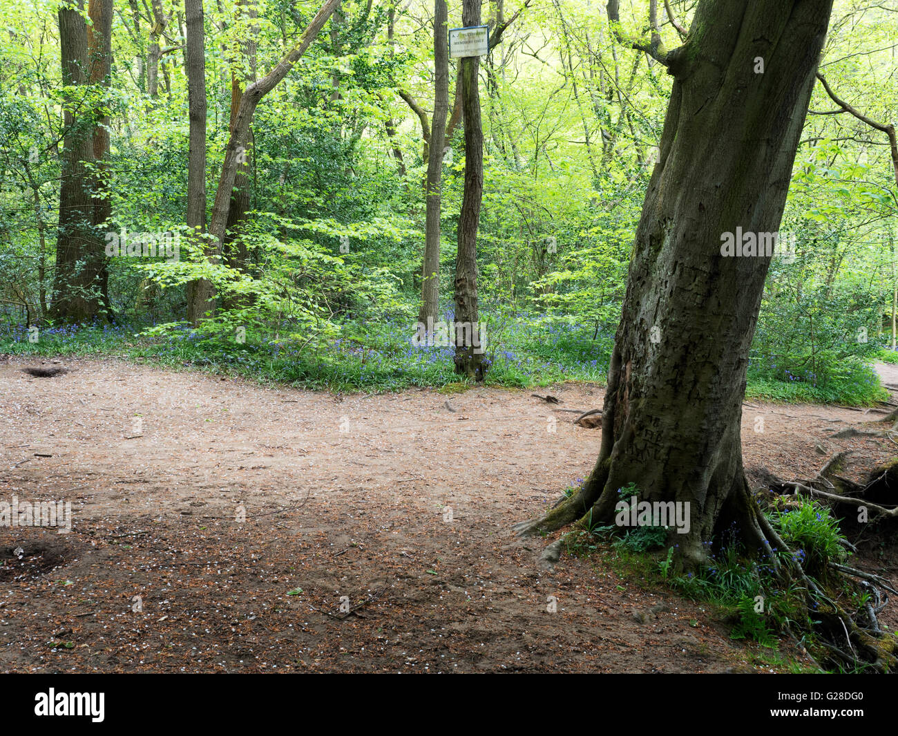 Spring wood nidd gorge hi-res stock photography and images - Alamy