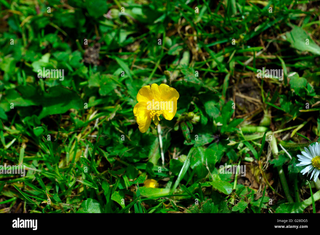 BUTTERCUP BROKEN LEAF Stock Photo - Alamy