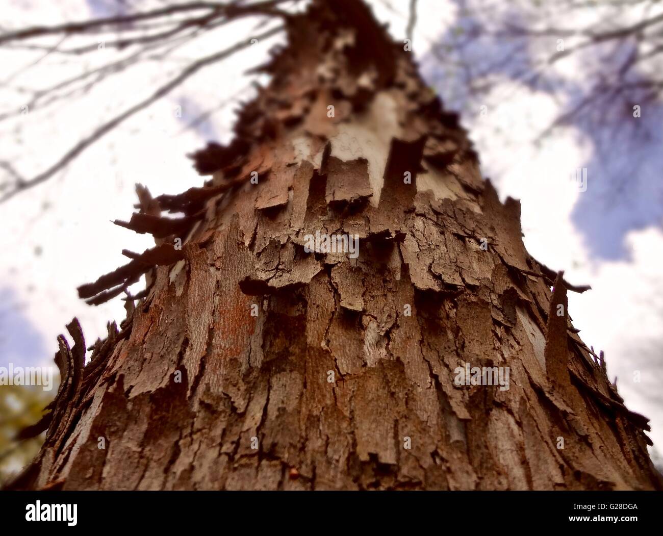 Birch tree top hi-res stock photography and images - Alamy
