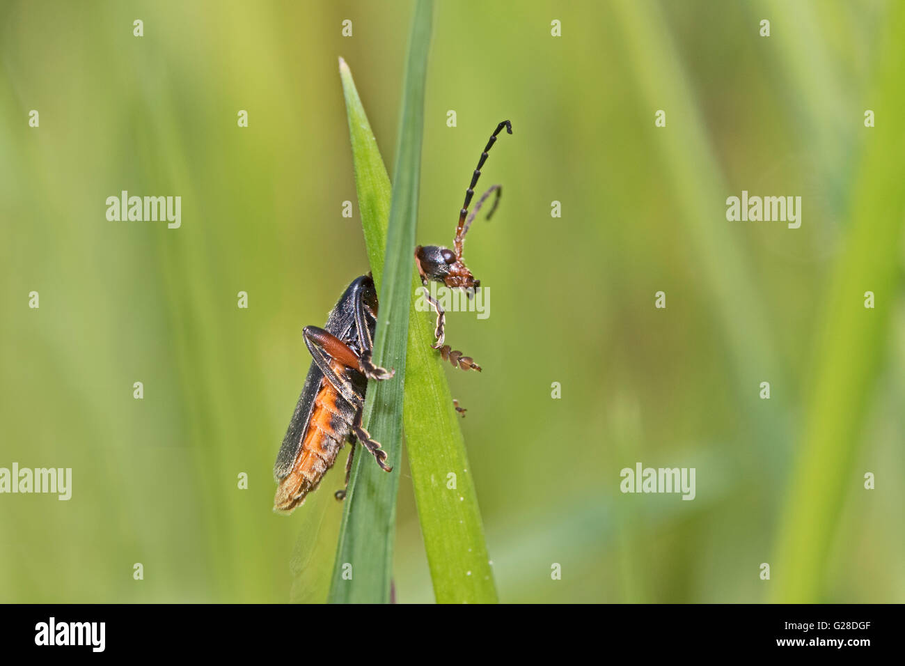 Soldier Beetle (Cantharis rustica Stock Photo - Alamy