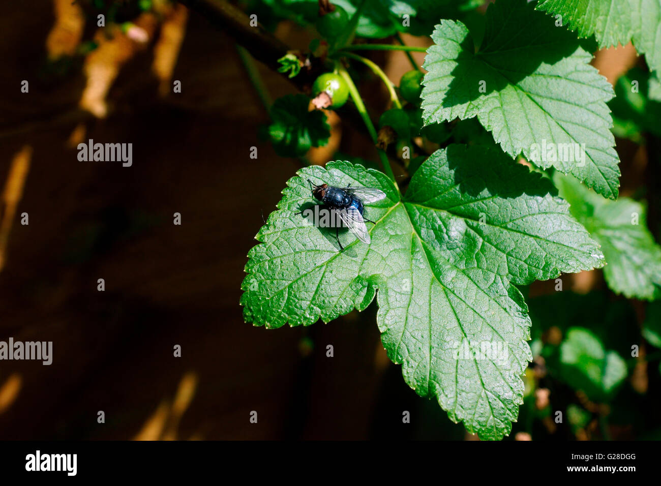 Calliphora vomitoria larvae hi-res stock photography and images - Alamy