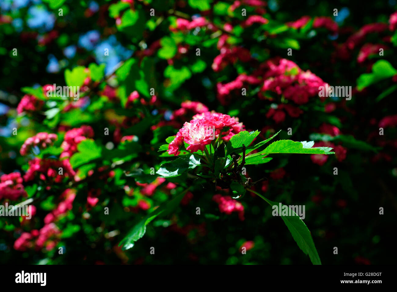 Hawthorn spikes bird hi-res stock photography and images - Alamy