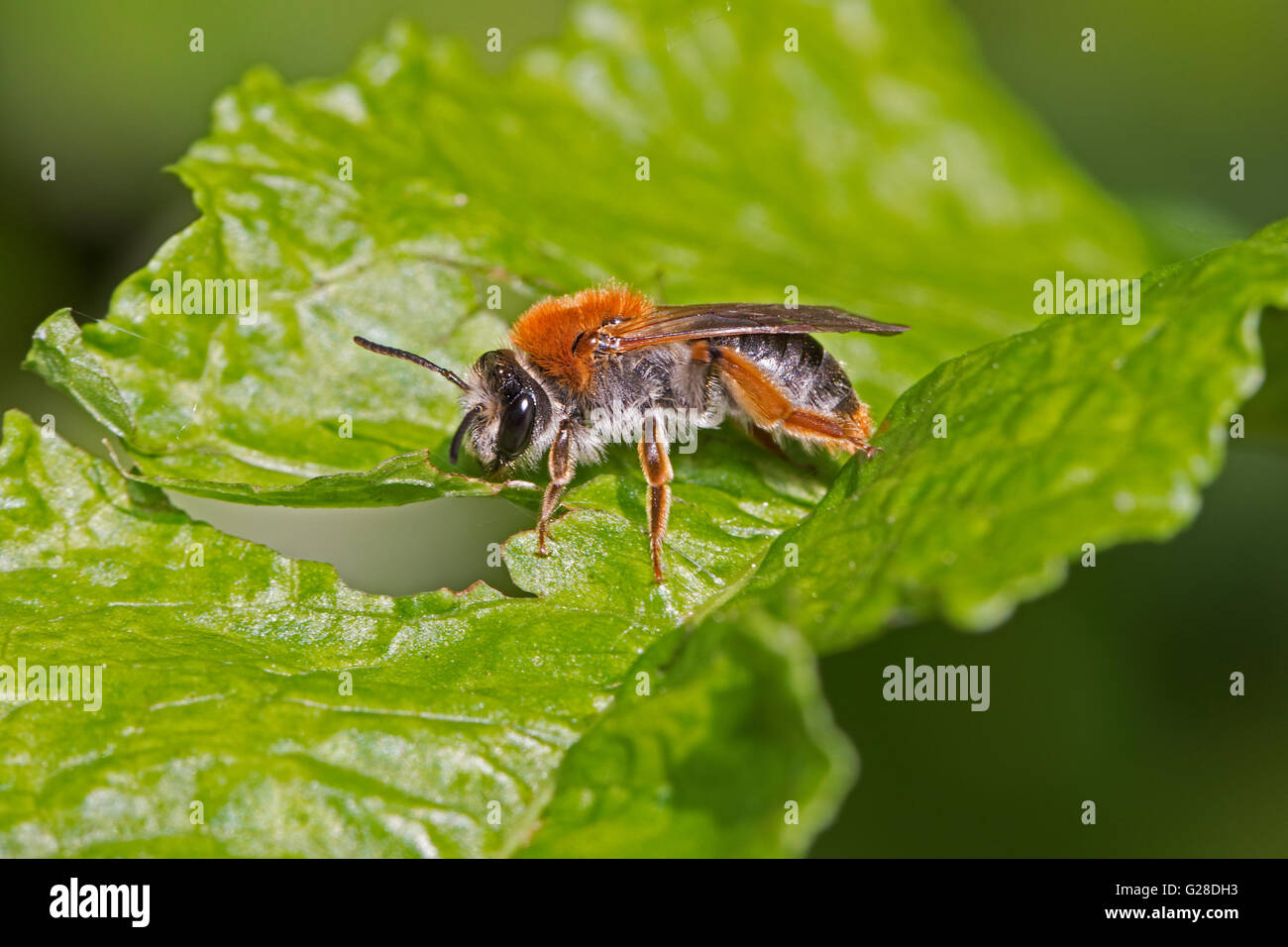 Early Bee High Resolution Stock Photography and Images - Alamy