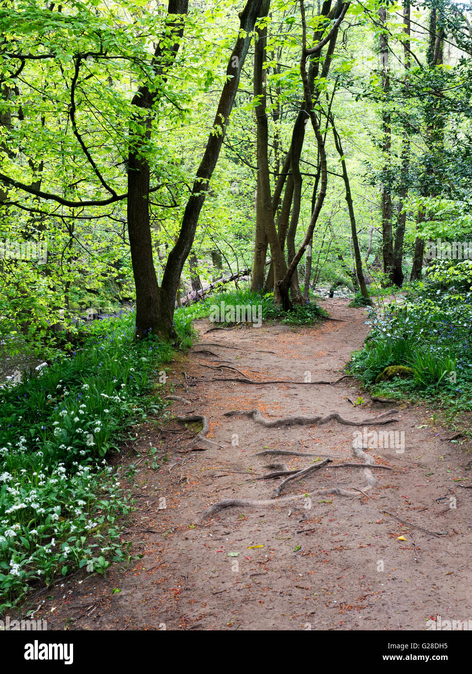 Spring Wood Nidd Gorge Woods Knaresborough North Yorkshire England ...