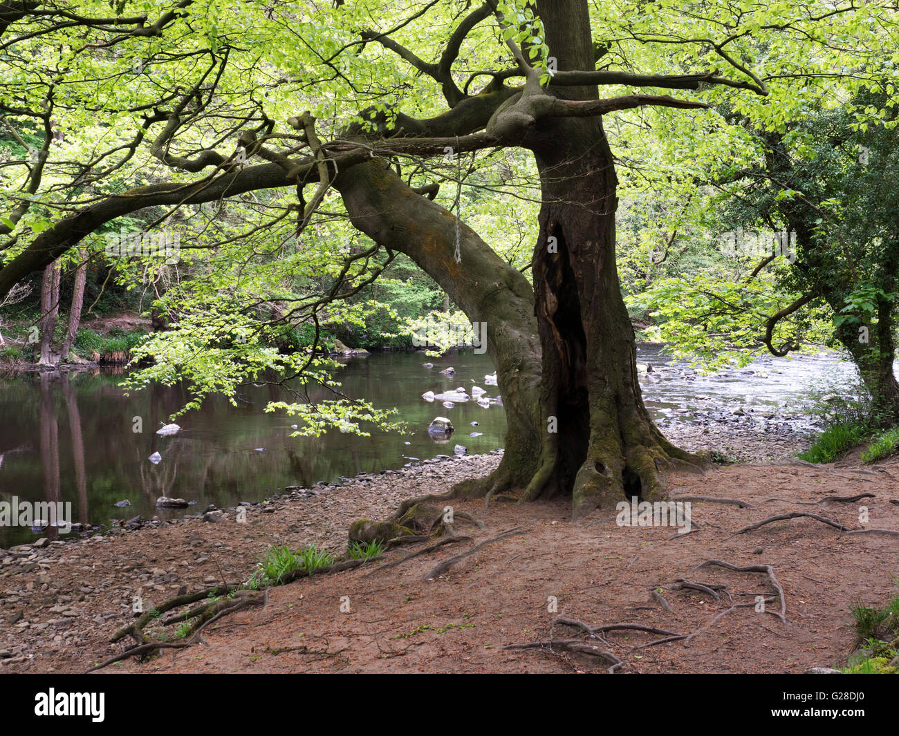 Spring Wood Nidd Gorge Woods Knaresborough North Yorkshire England ...