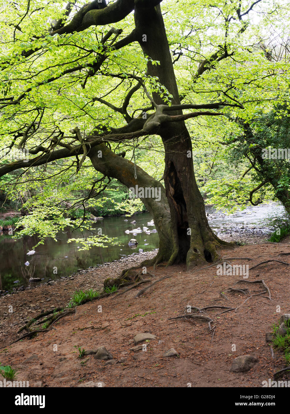 Spring wood nidd gorge hi-res stock photography and images - Alamy