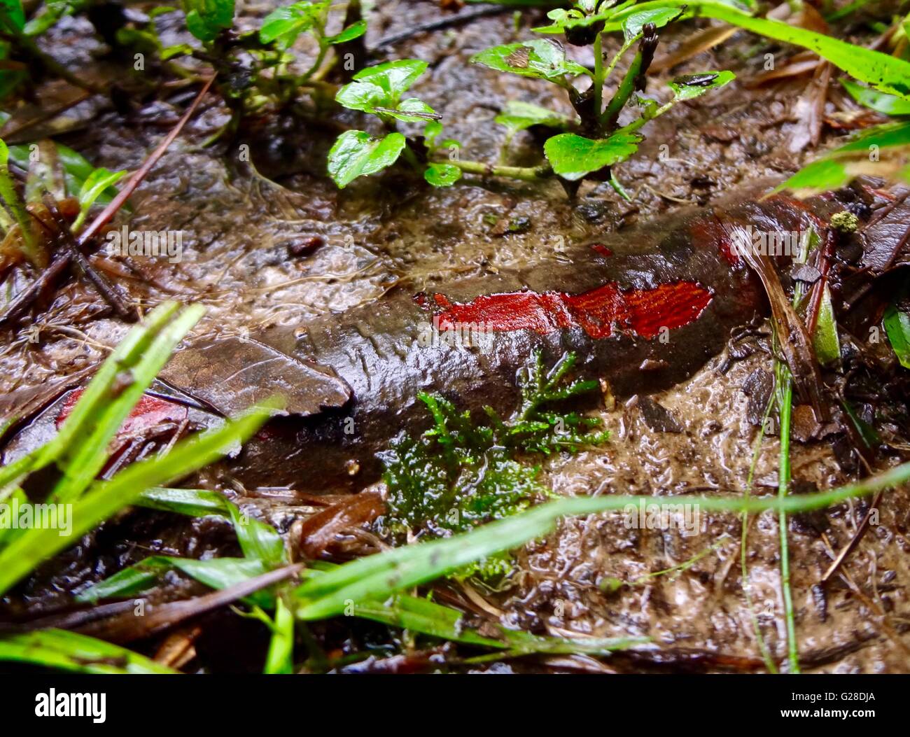 A red tree hi-res stock photography and images - Alamy