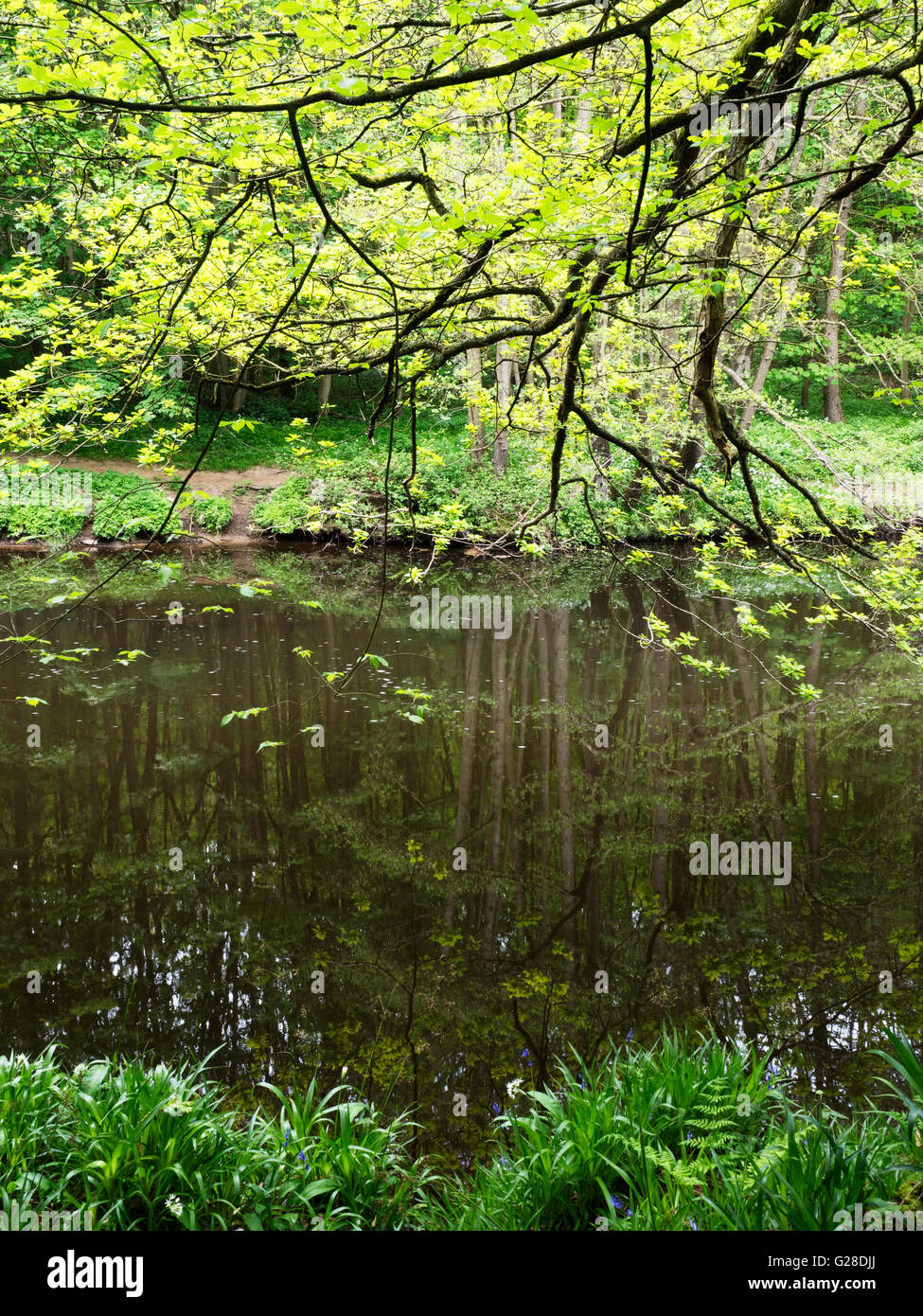 Spring wood nidd gorge hi-res stock photography and images - Alamy