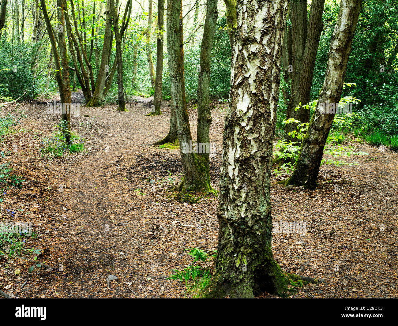 Spring Wood Nidd Gorge Woods Knaresborough North Yorkshire England ...