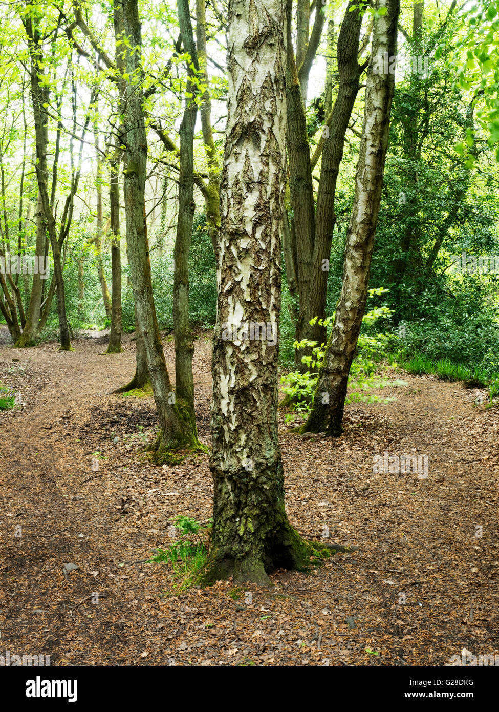 Spring Wood Nidd Gorge Woods Knaresborough North Yorkshire England ...