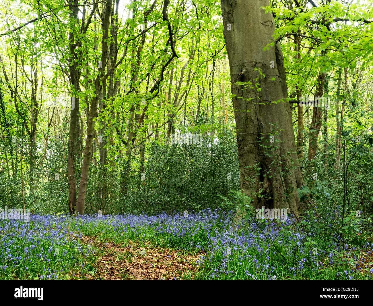 Spring Wood Nidd Gorge Woods Knaresborough North Yorkshire England ...
