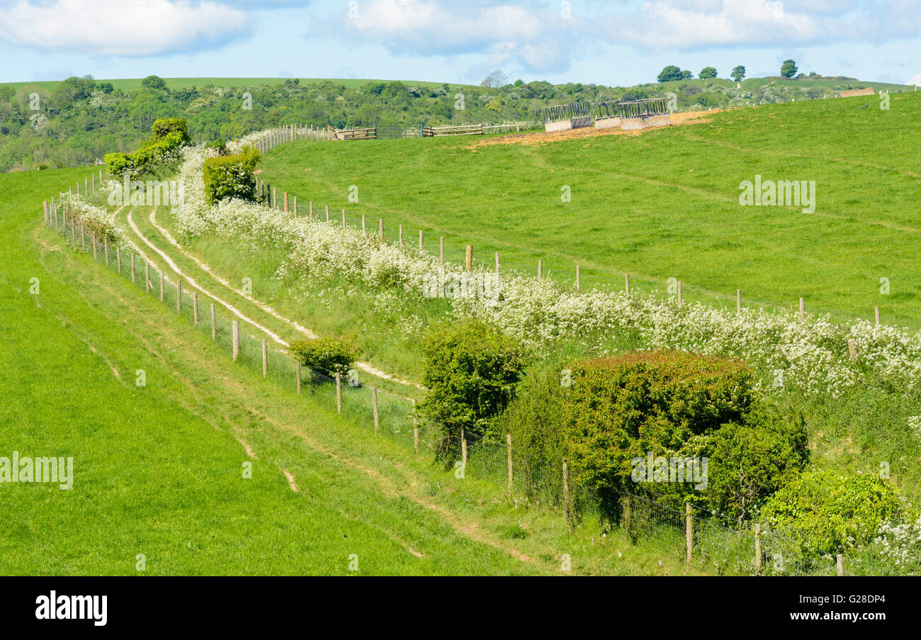 Country path through fields on the South Downs in West Sussex, England ...