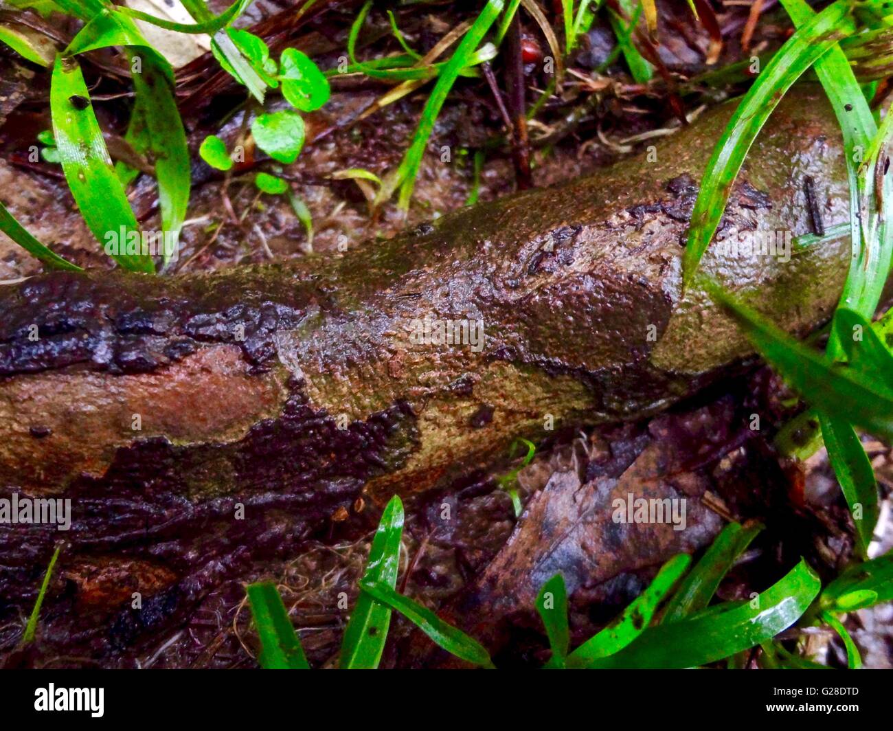 Brown and root hi-res stock photography and images - Alamy