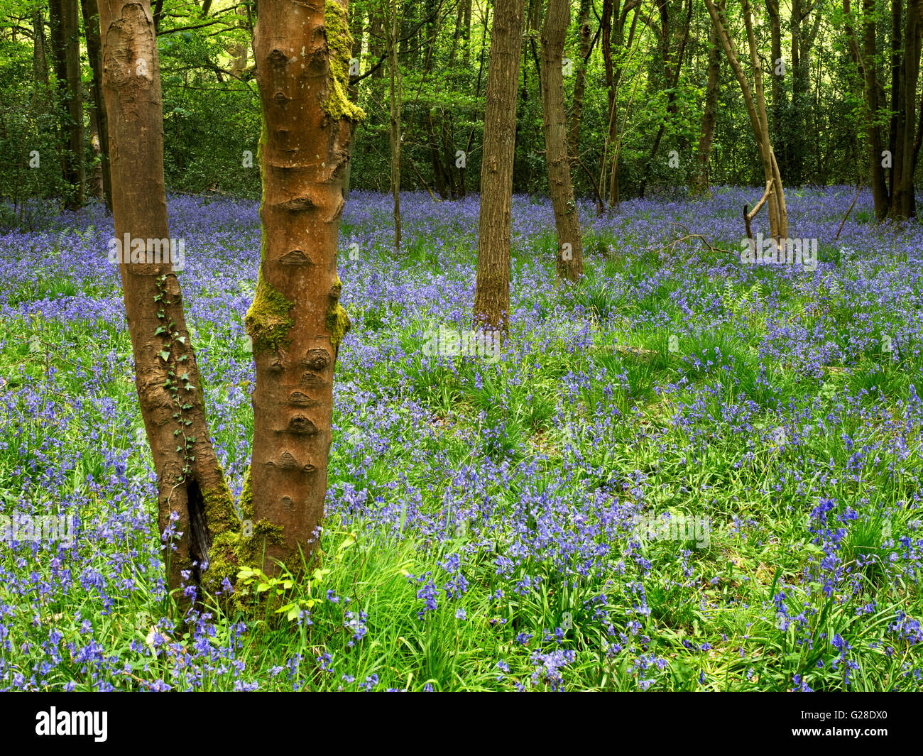 Spring wood nidd gorge hi-res stock photography and images - Alamy