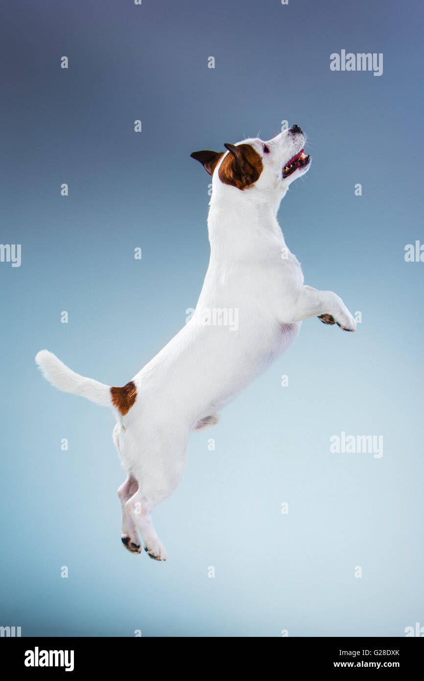 Small Jack Russell Terrier jumping high on gray background Stock Photo ...