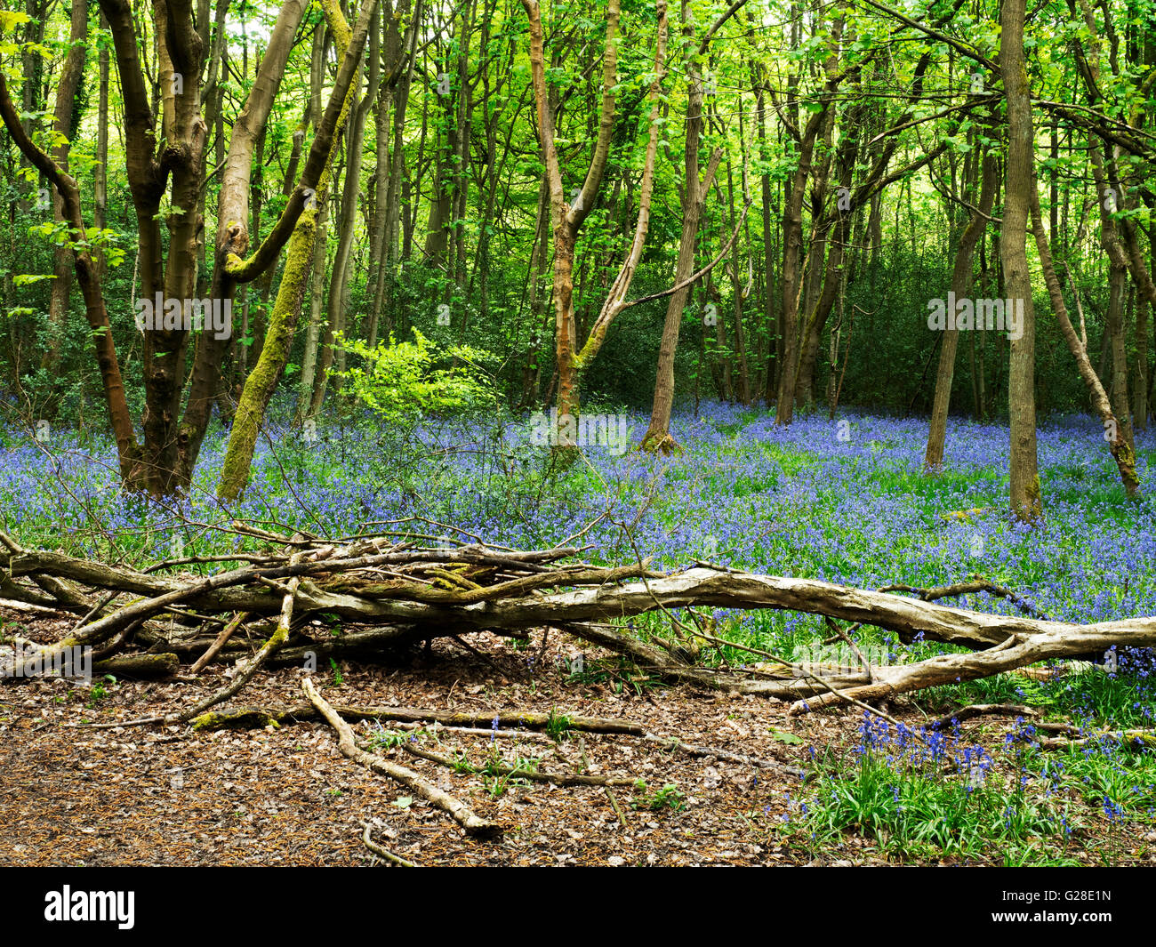 Spring Wood Nidd Gorge Woods Knaresborough North Yorkshire England ...