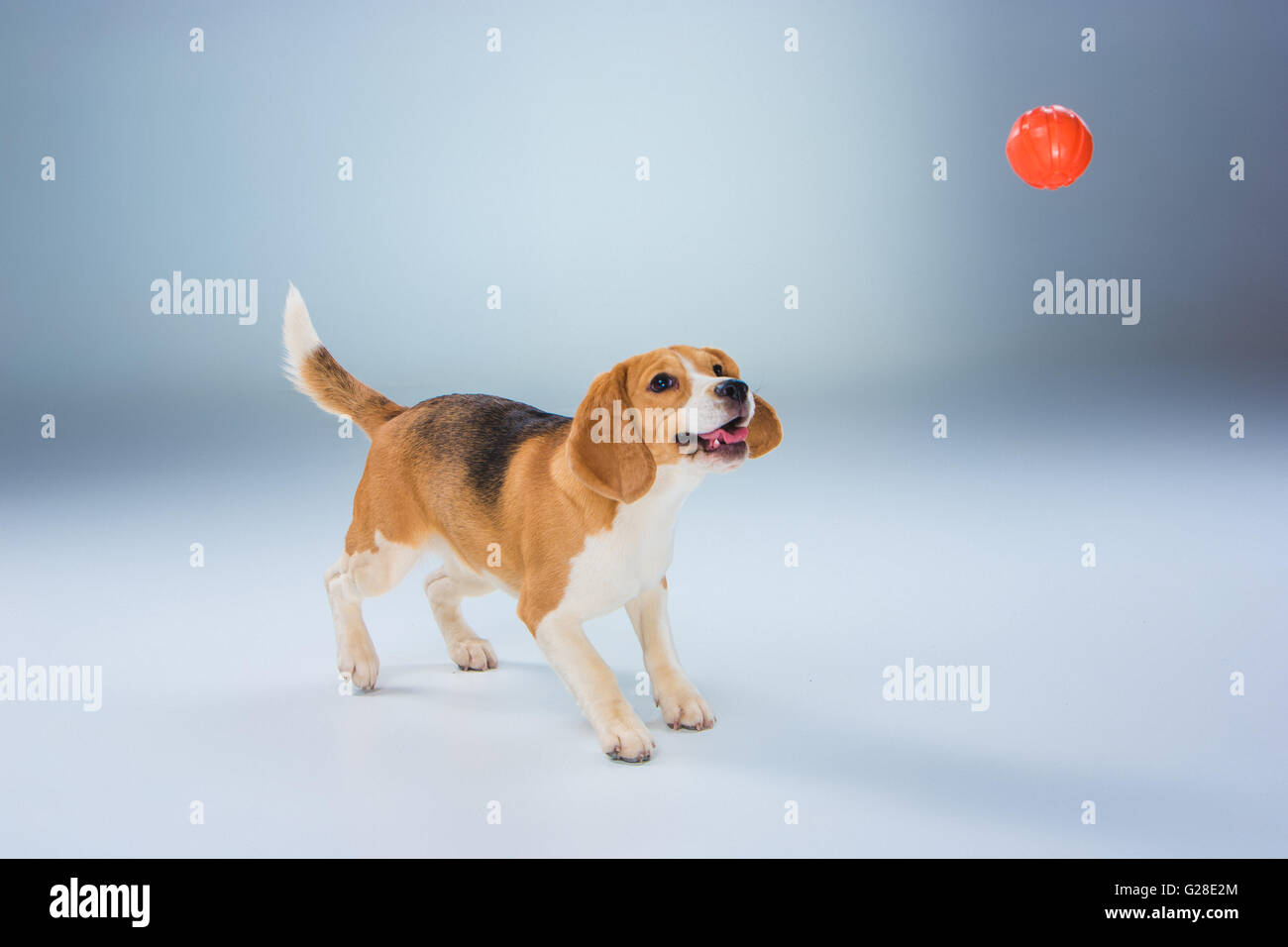 The beagle dog with red ball on gray background Stock Photo - Alamy