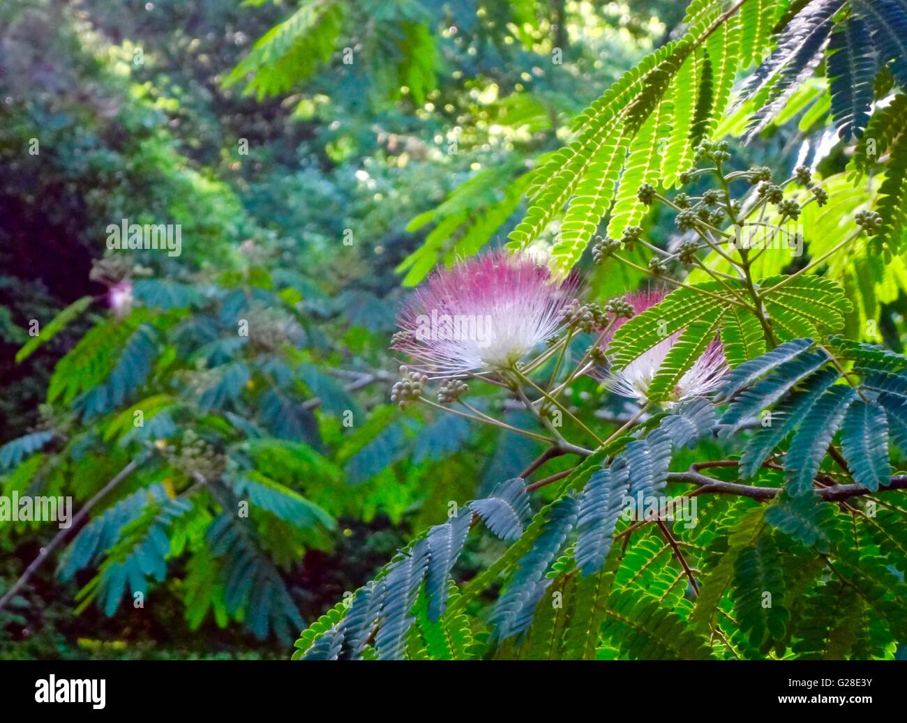 Mimosa tree hi-res stock photography and images - Alamy