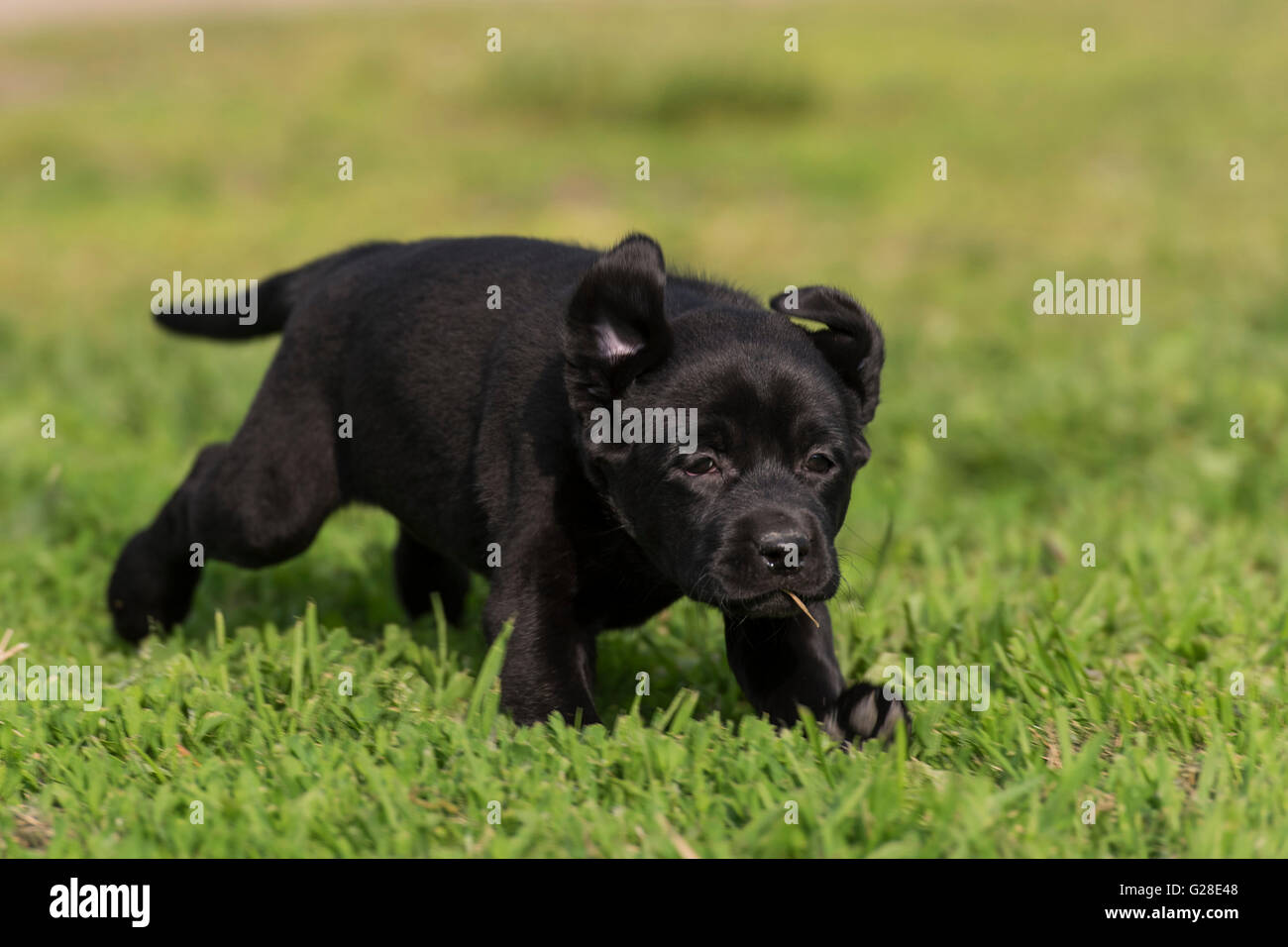 An eight week old Black Labrador puppy Stock Photo - Alamy