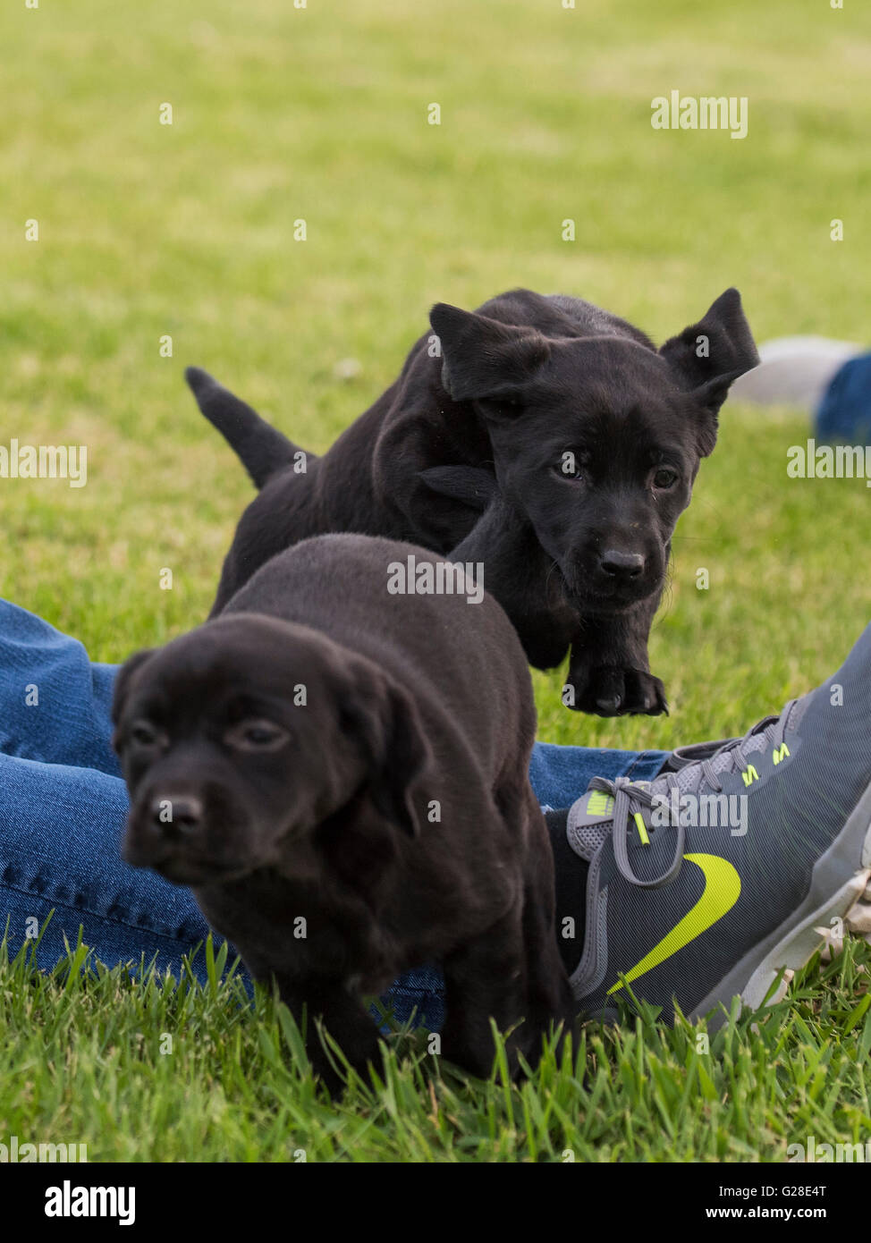 An eight week old Black Labrador puppy Stock Photo - Alamy