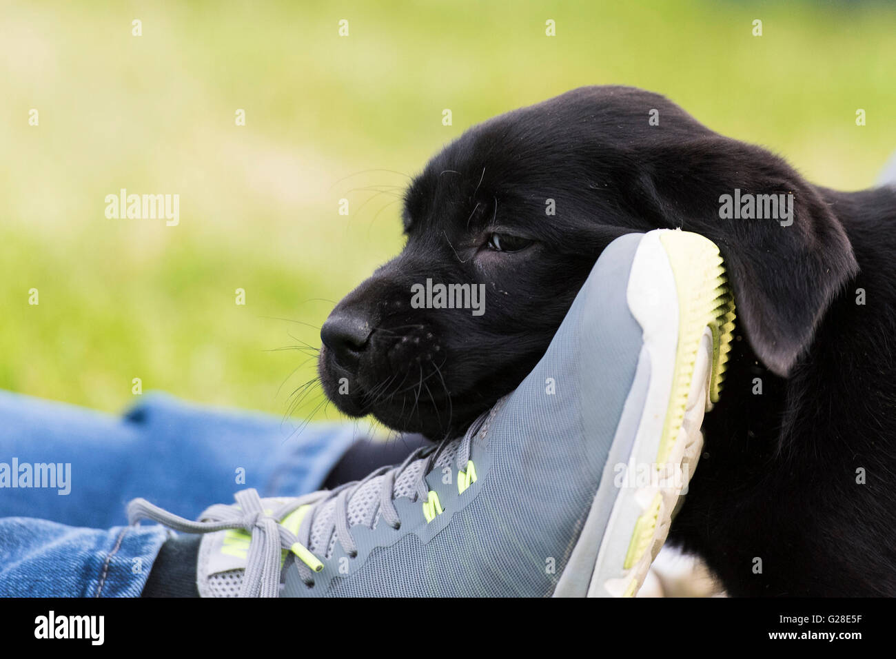 An eight week old Black Labrador puppy Stock Photo - Alamy