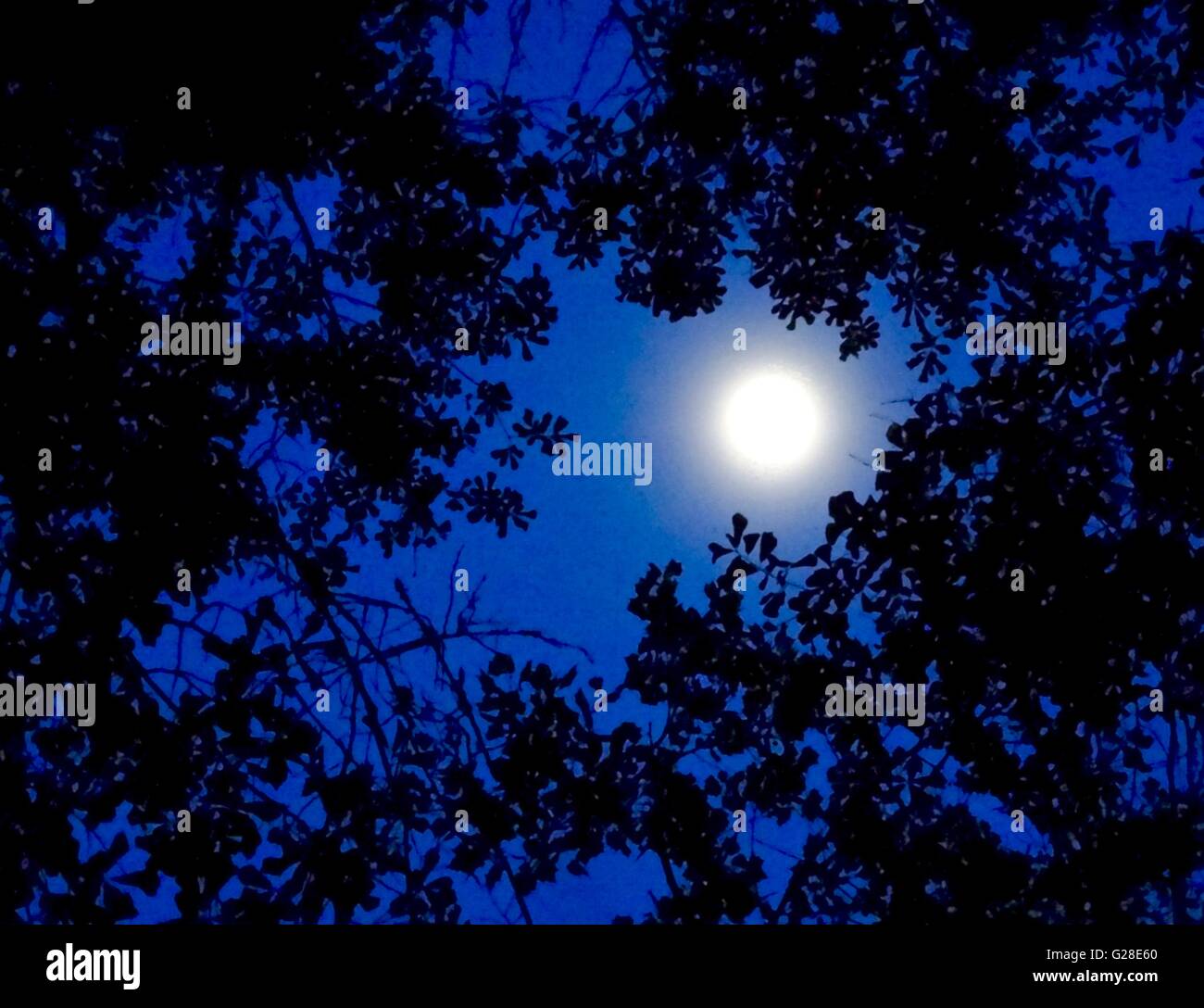 Looking up into a tree canopy at night Stock Photo - Alamy