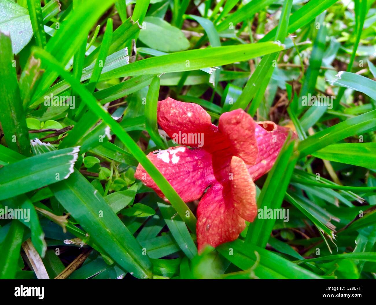 Decaying leaves flower hi-res stock photography and images - Alamy