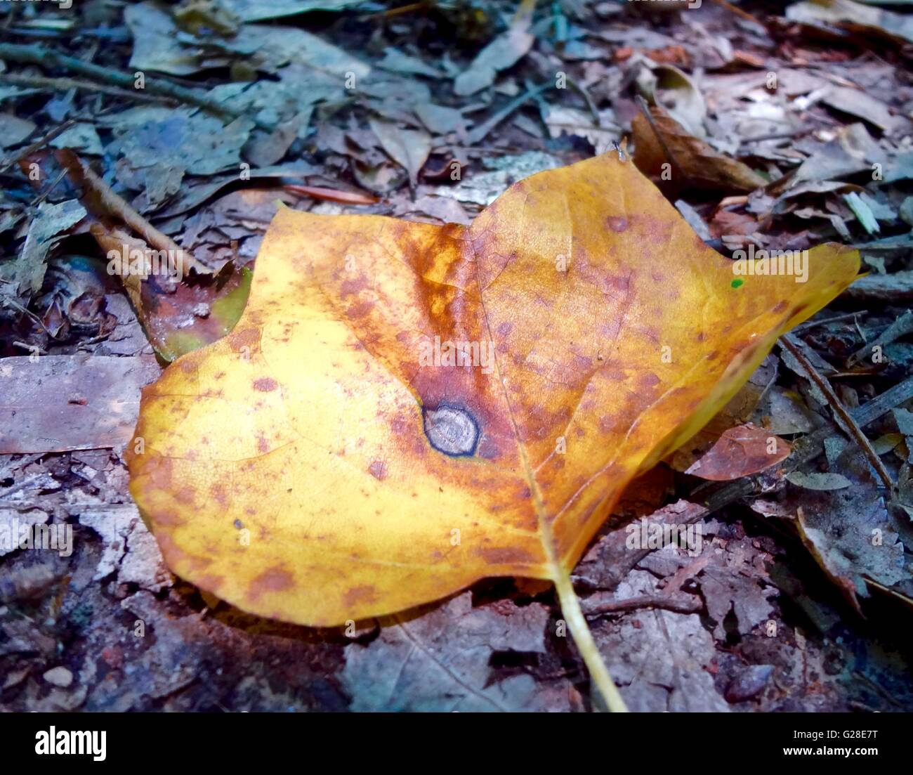 A gold colored leaf decaying on the ground Stock Photo - Alamy