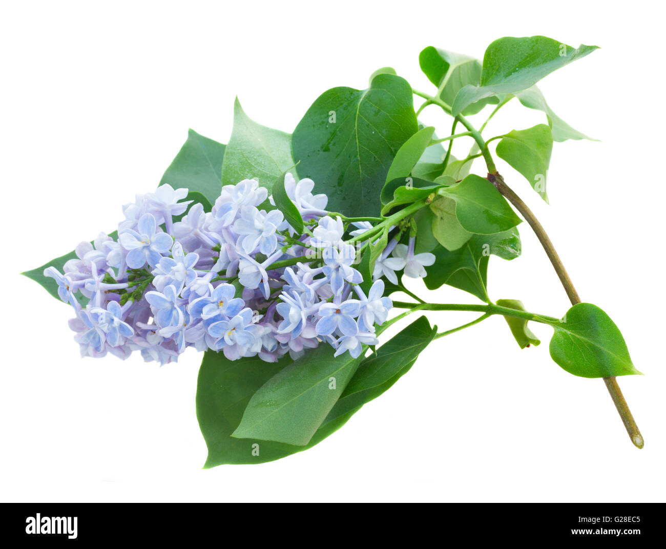 Bunch of fresh lilac Stock Photo - Alamy