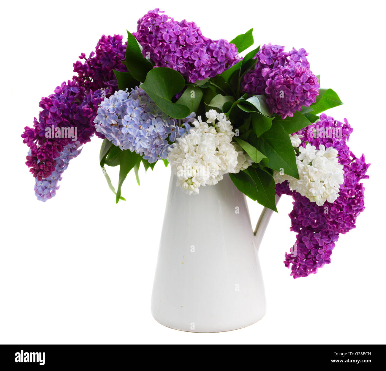 Bouquet beautiful blooming lilacs Cut Out Stock Images & Pictures - Alamy