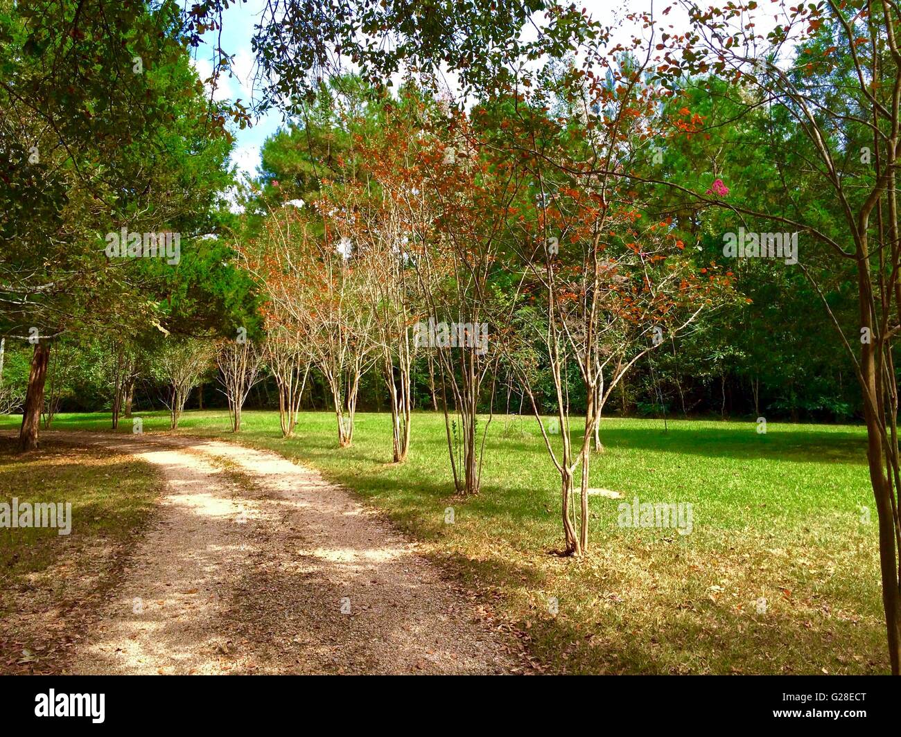 Crape Myrtle trees' leaves turned orange for Autumn, along a gravel ...