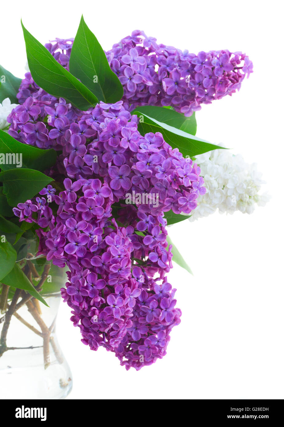Bunch of fresh lilac Stock Photo - Alamy
