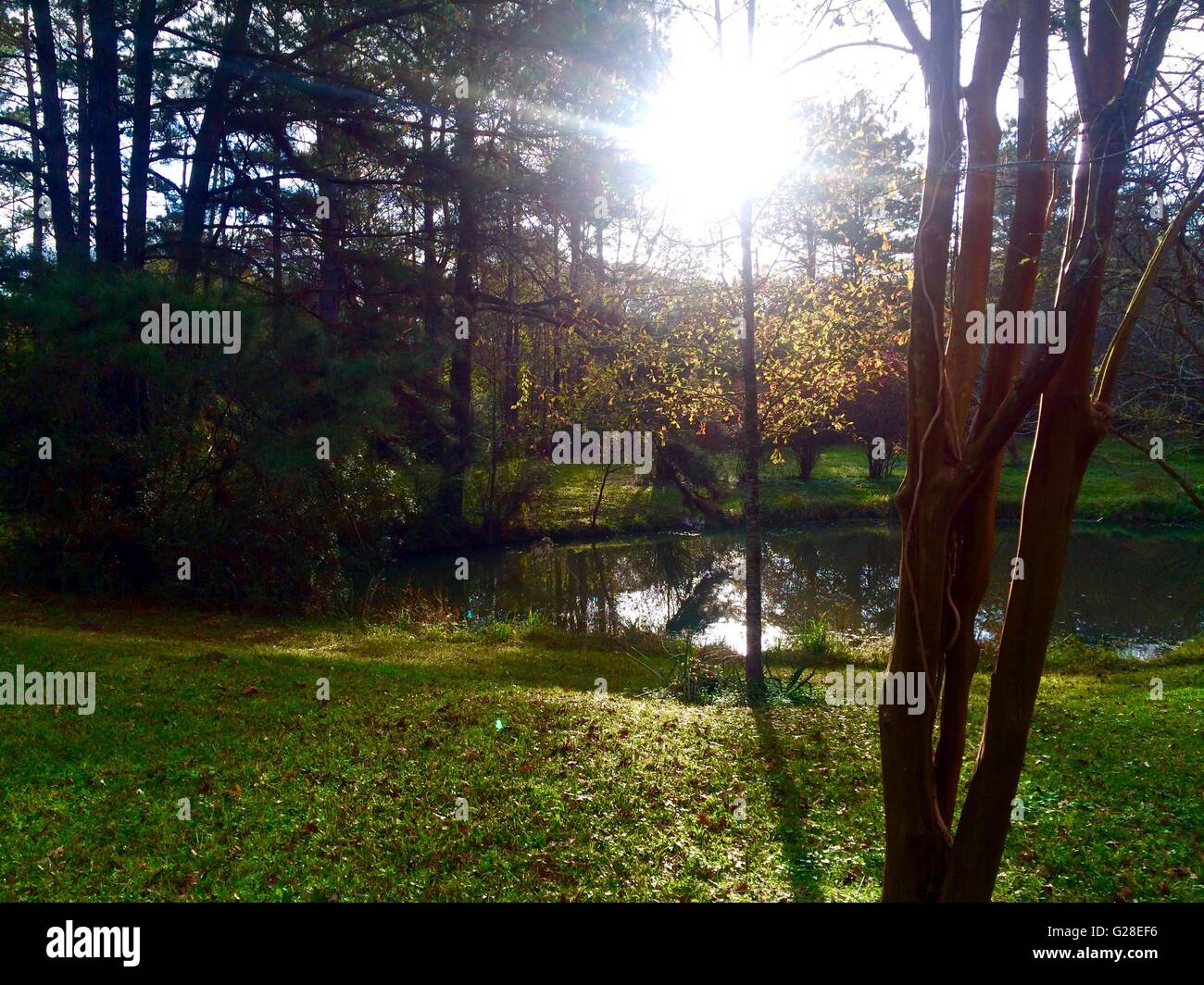 Sunrise in a swamp Stock Photo - Alamy