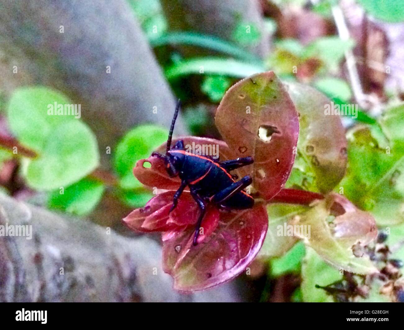 Cricket spring hi-res stock photography and images - Alamy