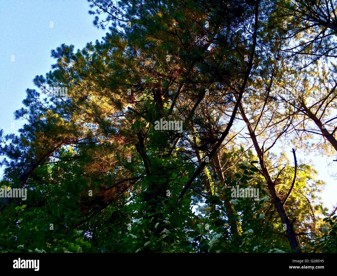 Trees treetops hi-res stock photography and images - Alamy