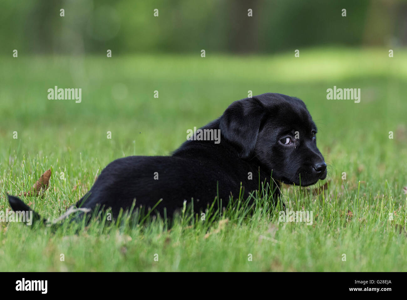 An eight week old Black Labrador puppy Stock Photo - Alamy