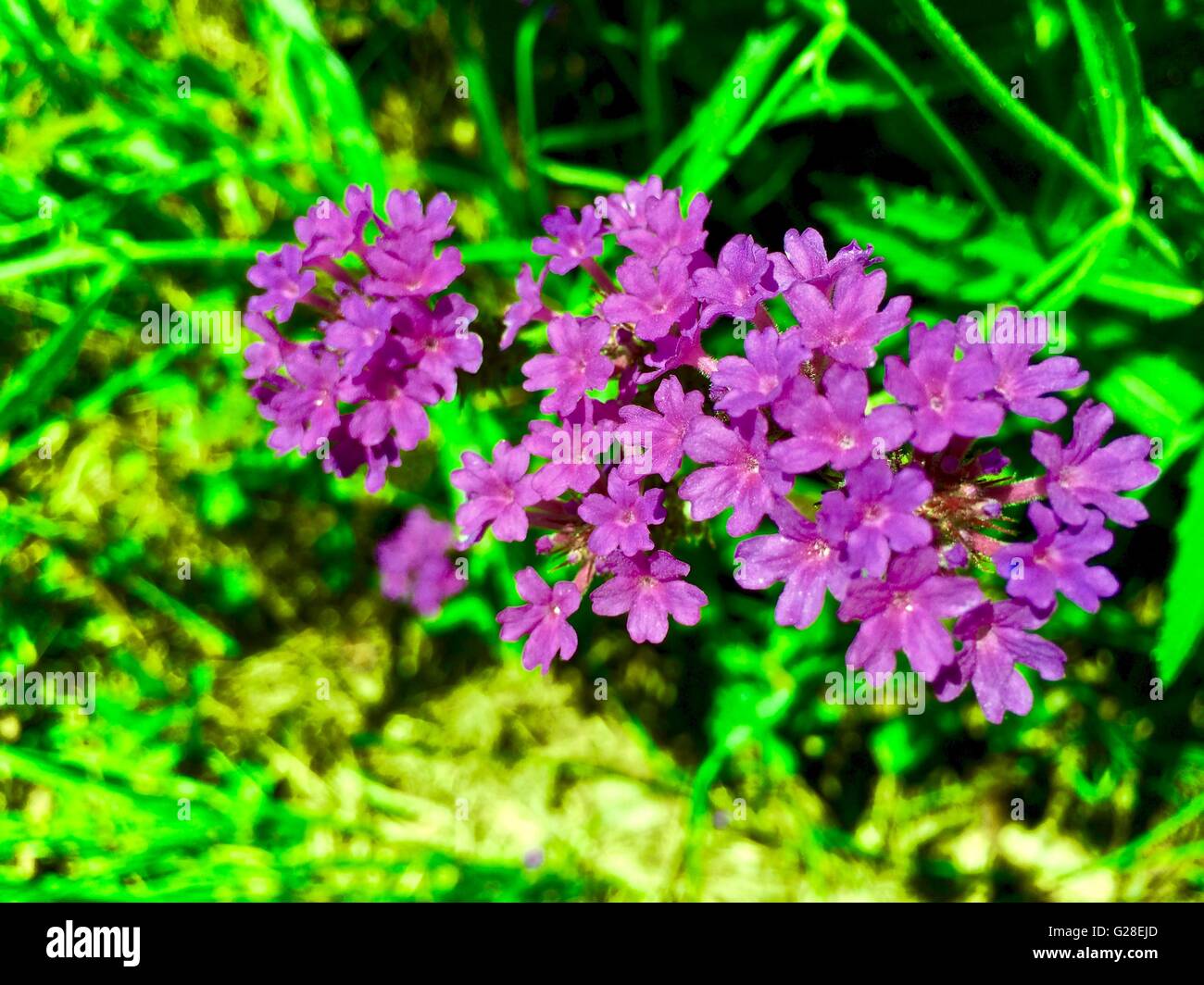 Close up of a bunch of tiny purple flowers Stock Photo - Alamy