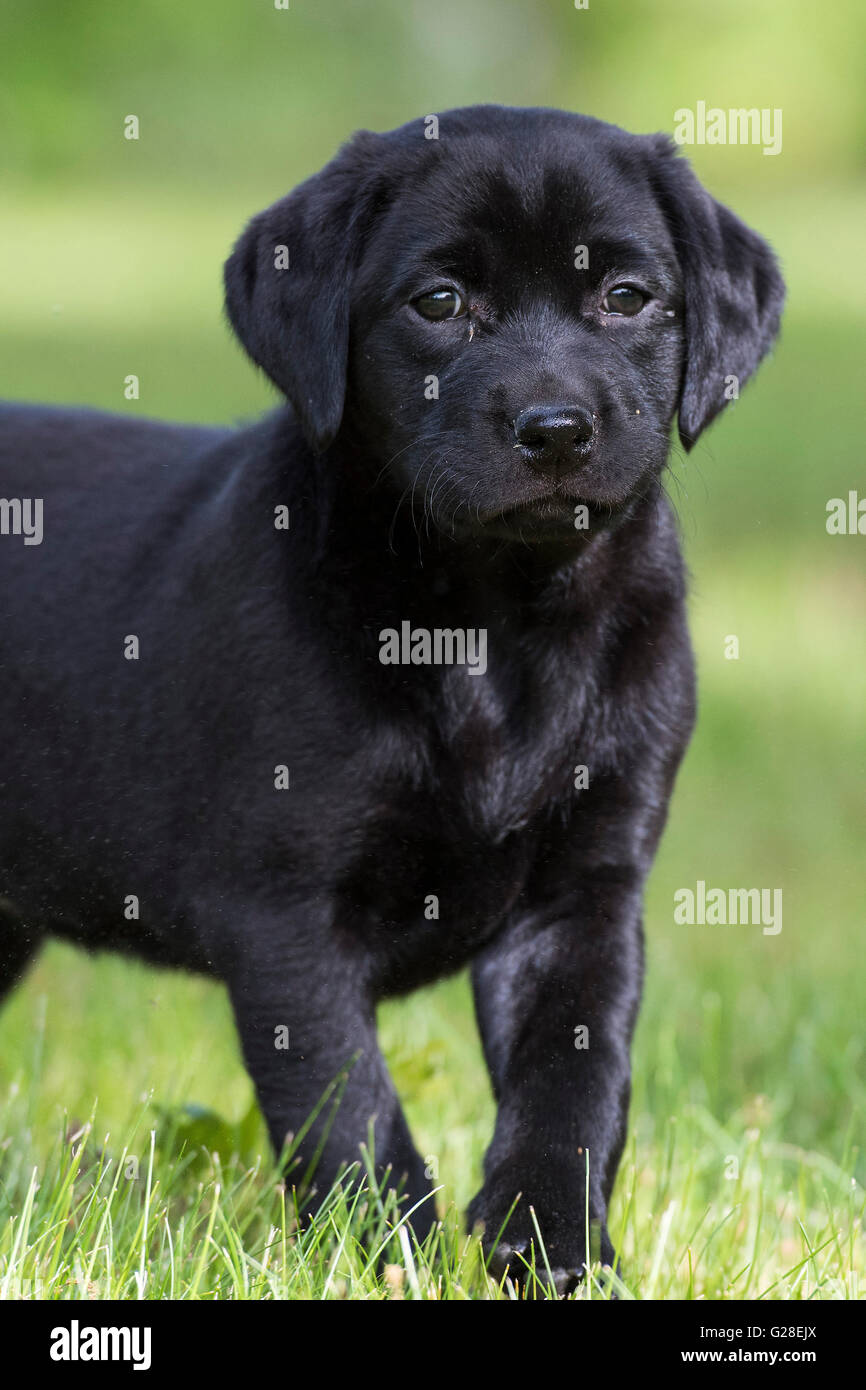 An eight week old Black Labrador puppy Stock Photo - Alamy
