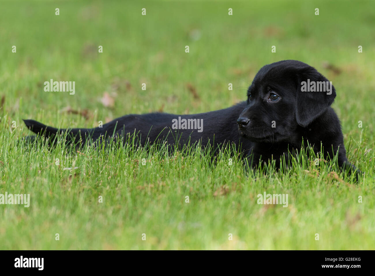 An eight week old Black Labrador puppy Stock Photo - Alamy